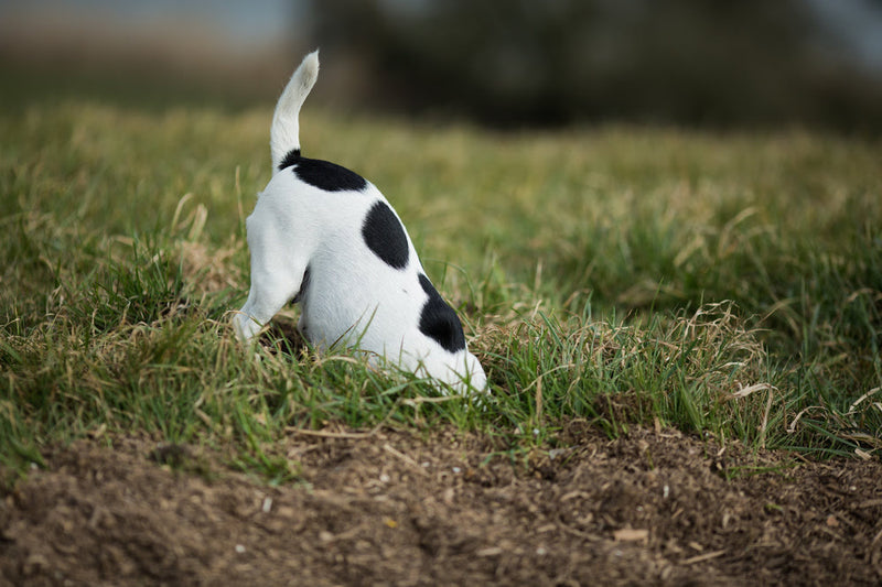Proven Strategies on How to Stop your Dog Digging in the Garden – Tuff Pets