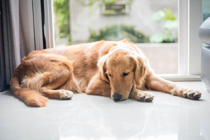 Why Is My Dog Whimpering? Common Causes & How to Stop It – Tuff Pets